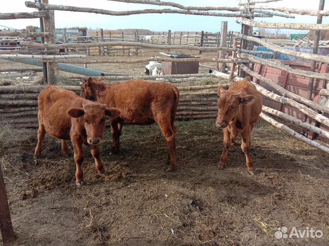 Продам Телят