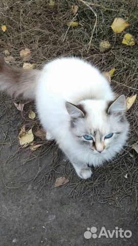 Котята на улице Необычайной красоты котята в беде