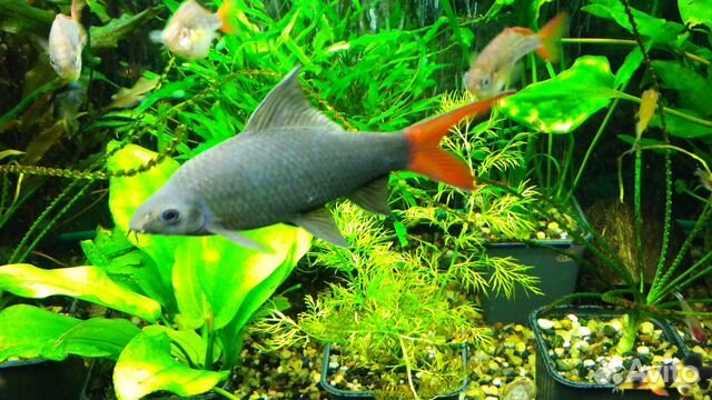 Лабео двухцветный биколор 16 см