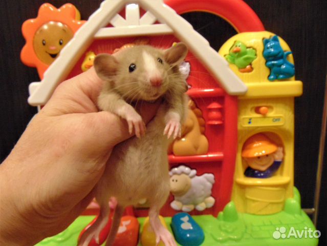 Крысы, крысята питомник - девочки,гамак в подарок