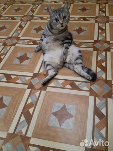 Кошка