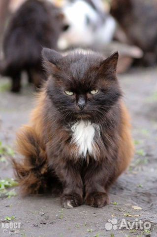 Кот Бегемот, котёнок 6 месяцев. Привезём