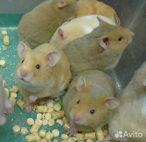 Сирийские Хомяки Голландская линия