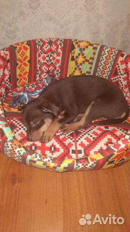 Щенок тойчик