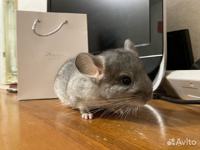 Шиншиллёнок 24.07.2020