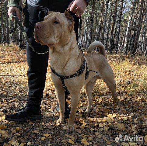 Шарпей вязка