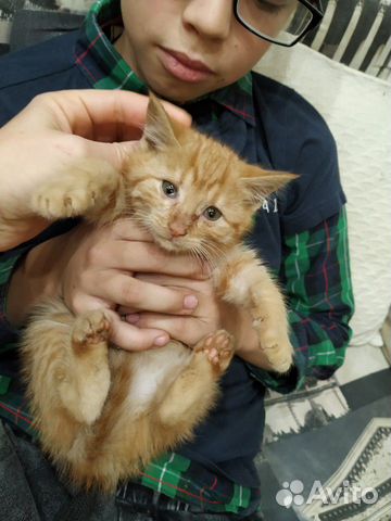 Котёнок Медок, 2 мес