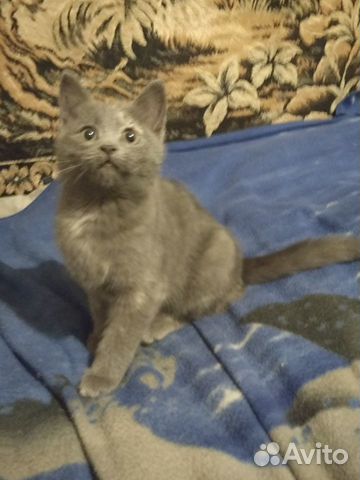 Котята ищут хозяев