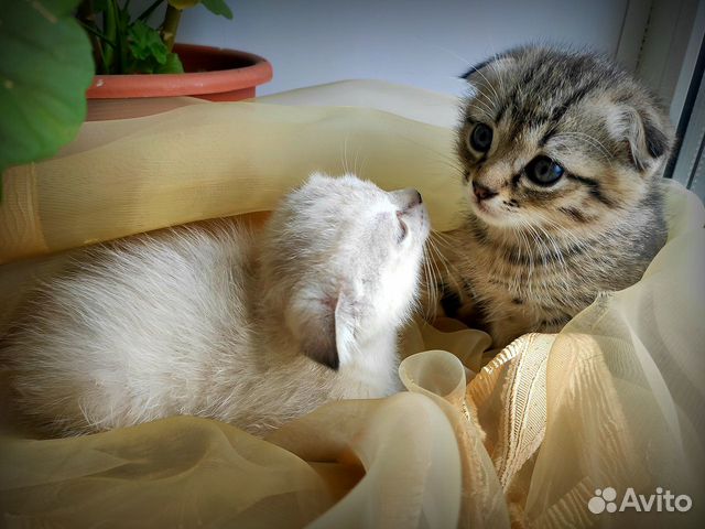 Продам котят (порода шотландская вислоухая)