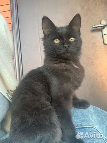 Отдам котенка