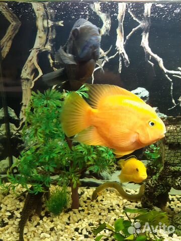 Аквариумные рыбки