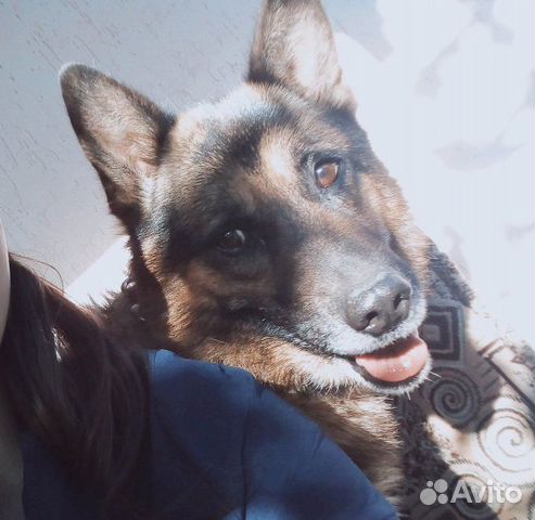 На вязку ждём невесту