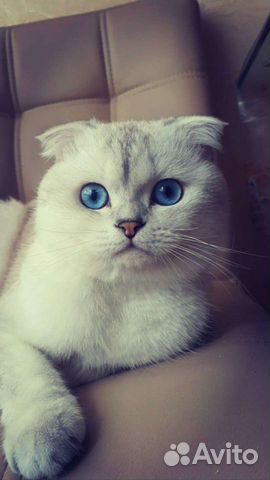 Вязка кота