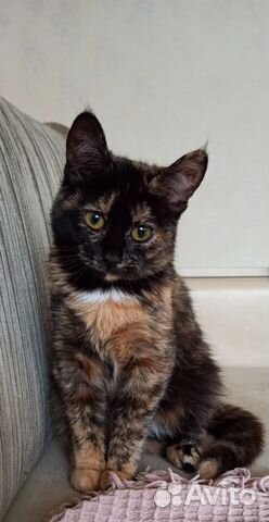 Хорошенькая кошечка