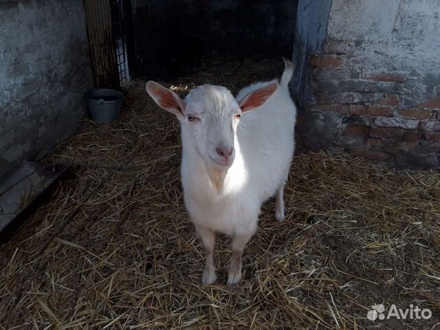 Козлик молодой