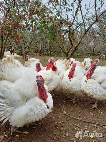 Бролерный индюк.(кг)