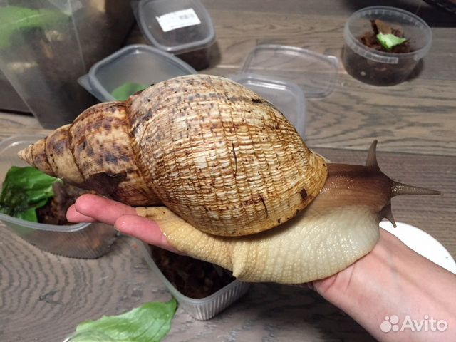 Улитки ахатины