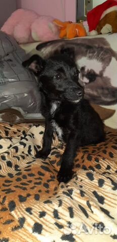 Девочка помесь чихуахуа