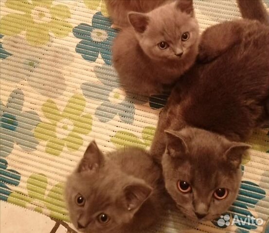 Британская