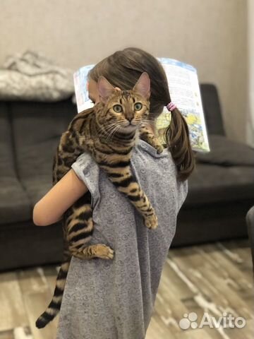 Бенгальские котята