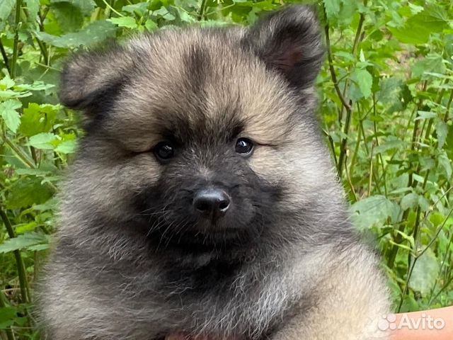 Щенки вольф шпица от двух Интерчемпионов