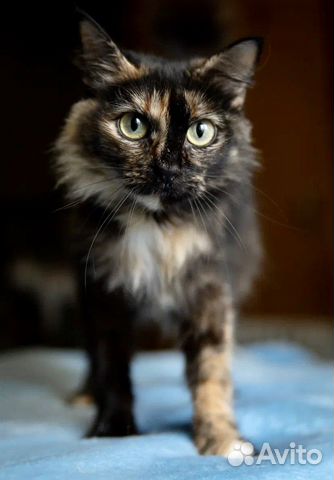 Пушистая кошка норвежской лесной породы