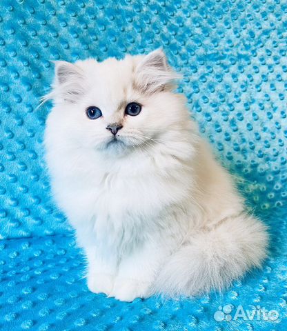 Эксклюзивный котёнок