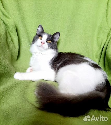 Котик Симба ищет дом