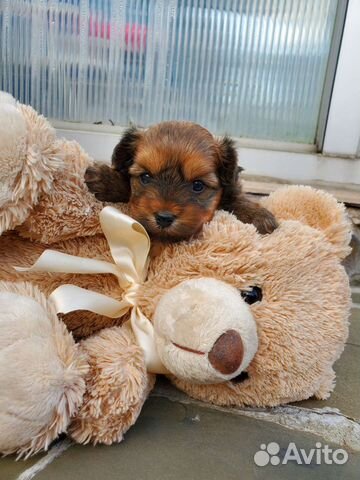 Золотой йорк