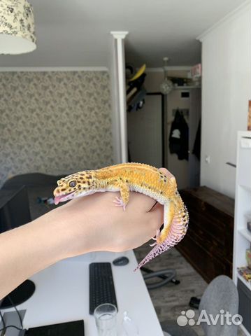 Геккон (эублефар) 2 года + комплект
