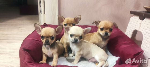 Щенки чихуахуа Новосибирск