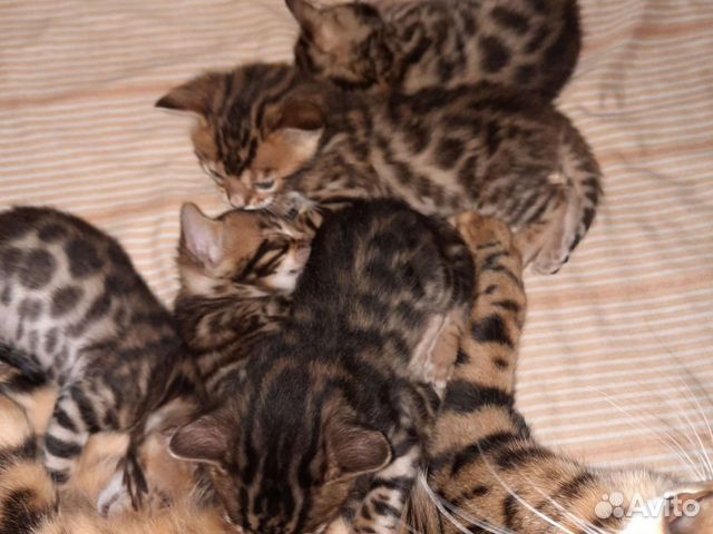 Бенгальская