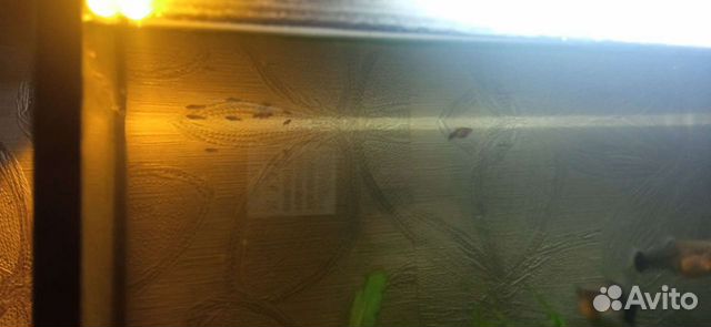 Мальки гуппи