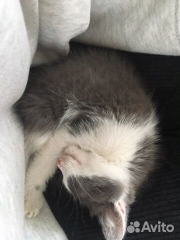Котенок