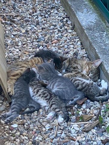 Кошка и котята