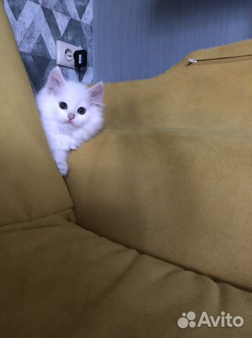Сибирский кот