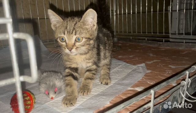 Котёнок (мальчик) помесь Бенгал