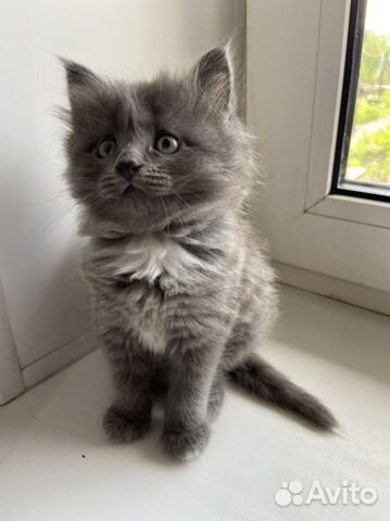 Кошечка 1,5 мес