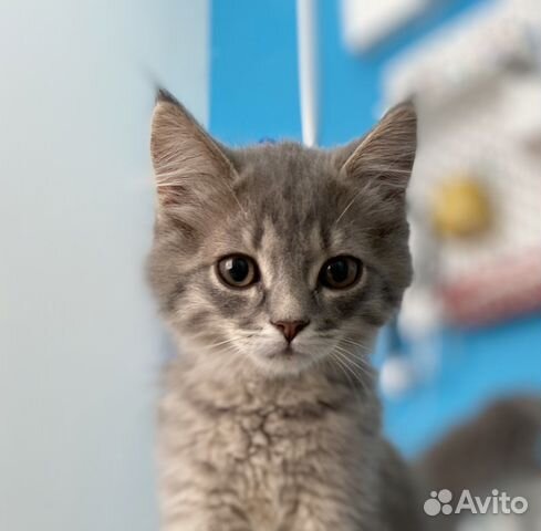 Котенок в дар бесплатно