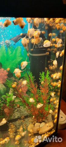 Улитки ампулярии