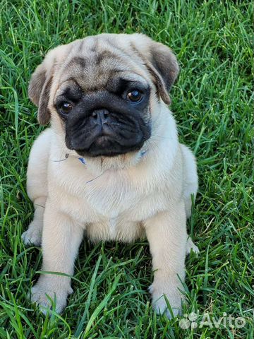 Щенки мопса