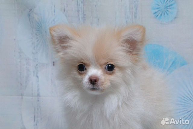 Очаровательное дитя любви)