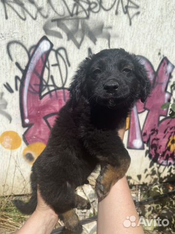 Щенок мальчик в добрые руки