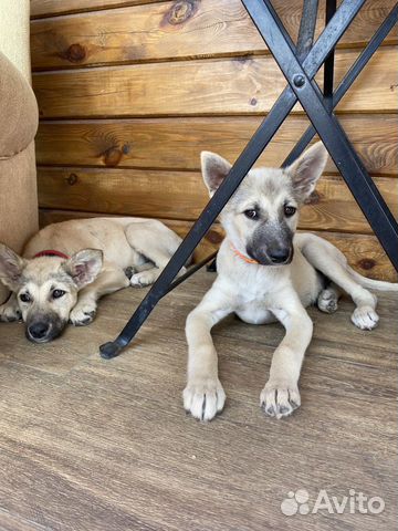 Собаки бесплатно в добрые руки щенки