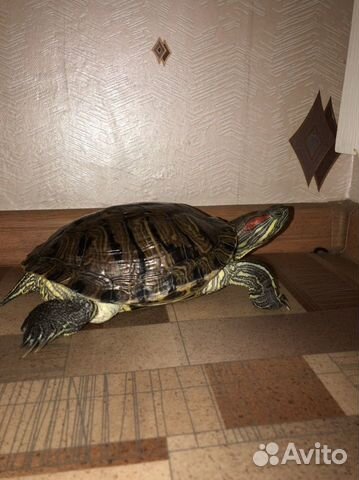 Красноухая черепаха бесплатно