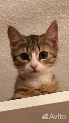 Серо-полосатый котенок девочка Лика