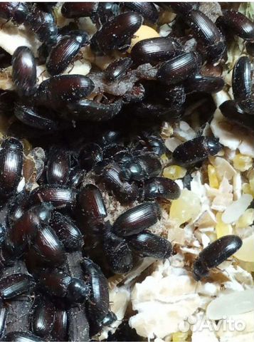 Австралийский жук(знахарь)