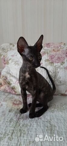 Котёнок (кошечка) корниш-рекс