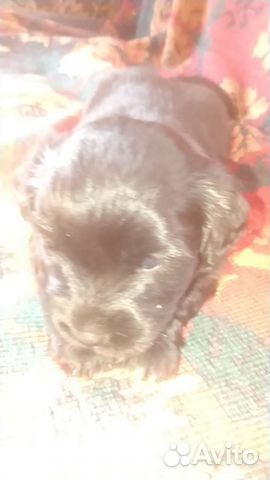 Щенки бесплатно