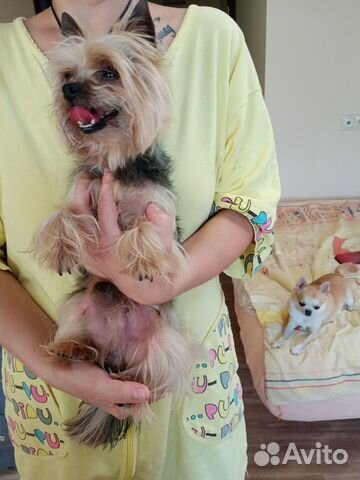 Найдена собака йоркширский терьер